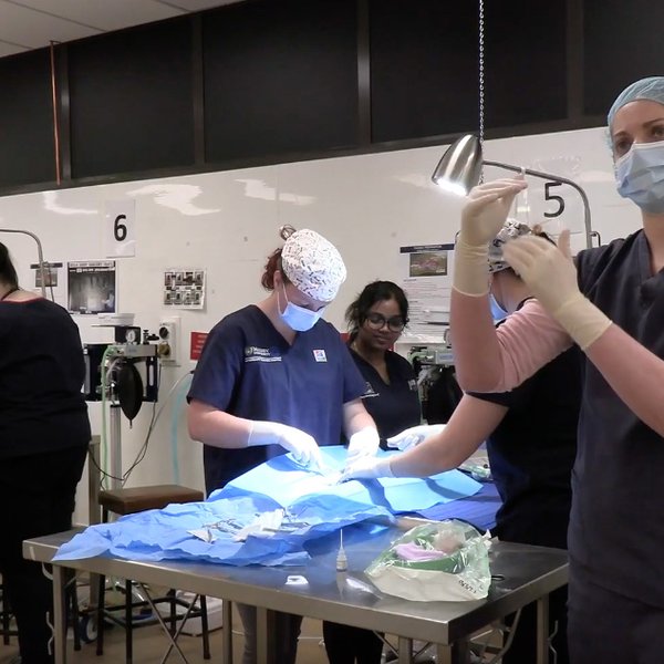 Evidence-based veterinary medicine made easy