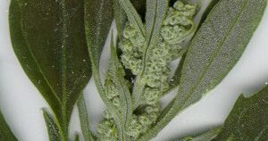 Fathen - Massey University