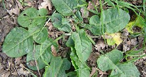 Fiddle dock - Massey University