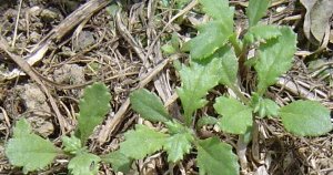 Groundsel - Massey University