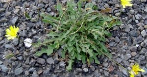 Hawkbit - Massey University