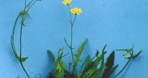 Hawksbeard - Massey University