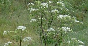 Hemlock - Massey University