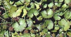 Hydrocotyle - Massey University