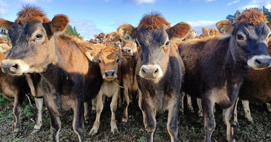Animal Welfare Science & Bioethics Centre - Massey University