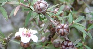 Manuka - Massey University