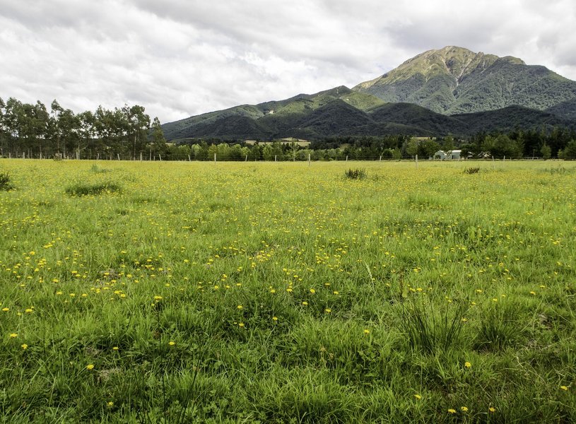 New Zealand weeds database