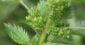 Nettle - Massey University