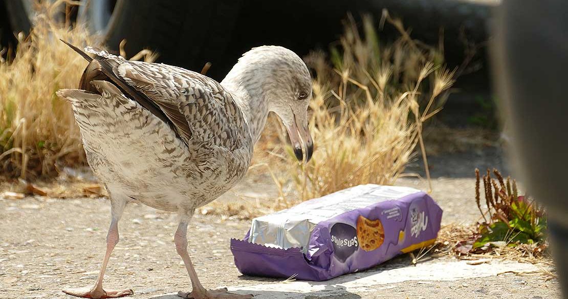 Plastic ingestion in animals hits alarming new numbers - Massey University