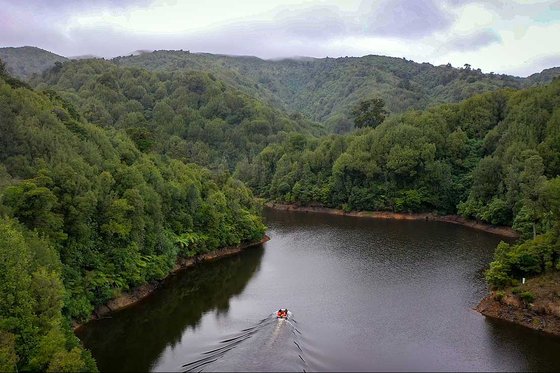 Massey researchers help to reintroduce Robins to Turitea Reserve