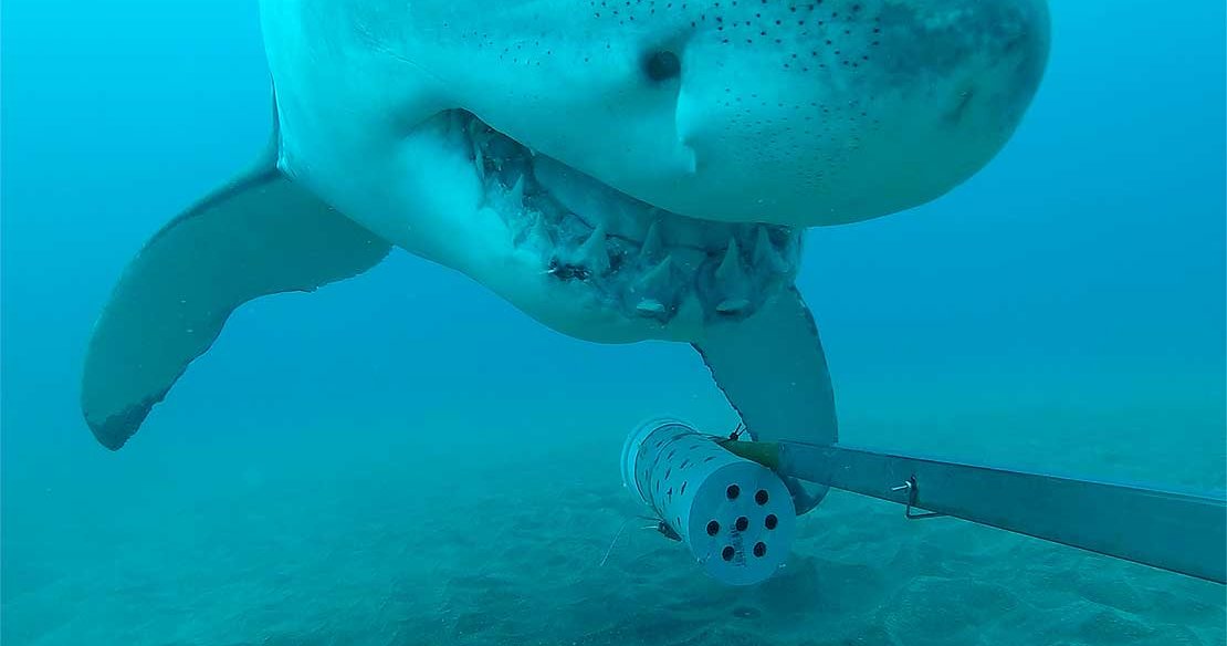 Curious great white shark plays with camera - Massey University