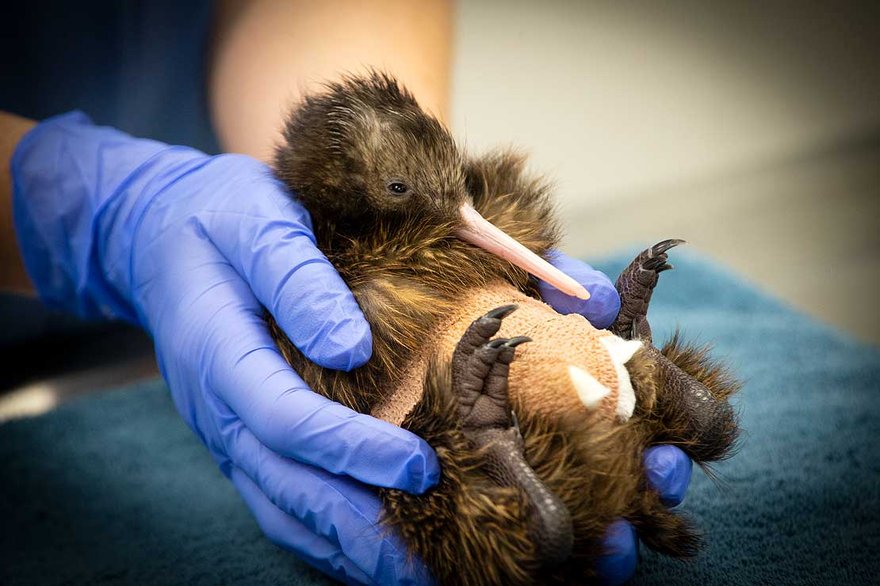 Kiwi saved during hatching at Wildbase