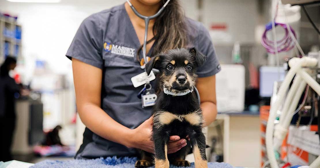 School of Veterinary Science ranked in world top 20 - Massey University
