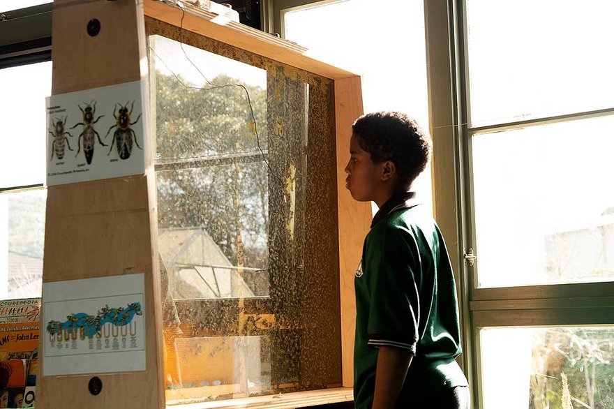 Avalon Intermediate buzzes with the sound of Massey collaboration