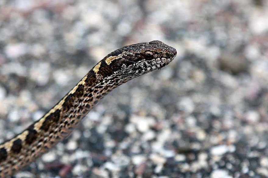 Exploring Galapagos snakes on volcanoes