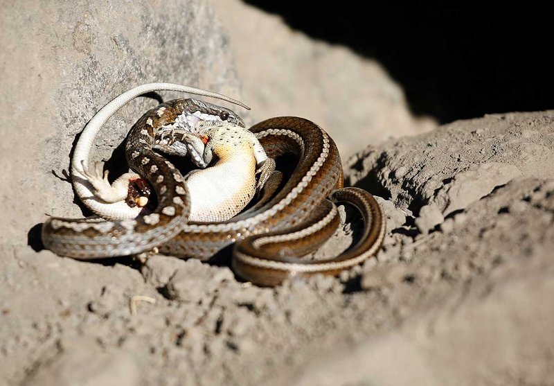Exploring Galapagos snakes on volcanoes
