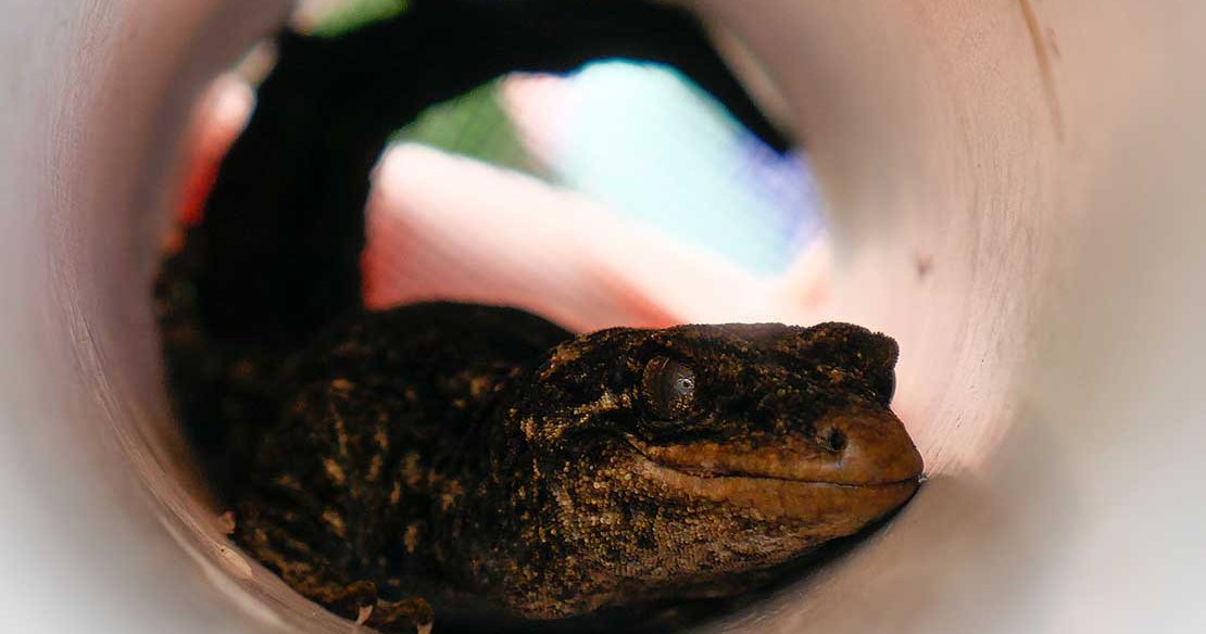 Native geckos reintroduced to pest-free sanctuary in Hauraki Gulf ...