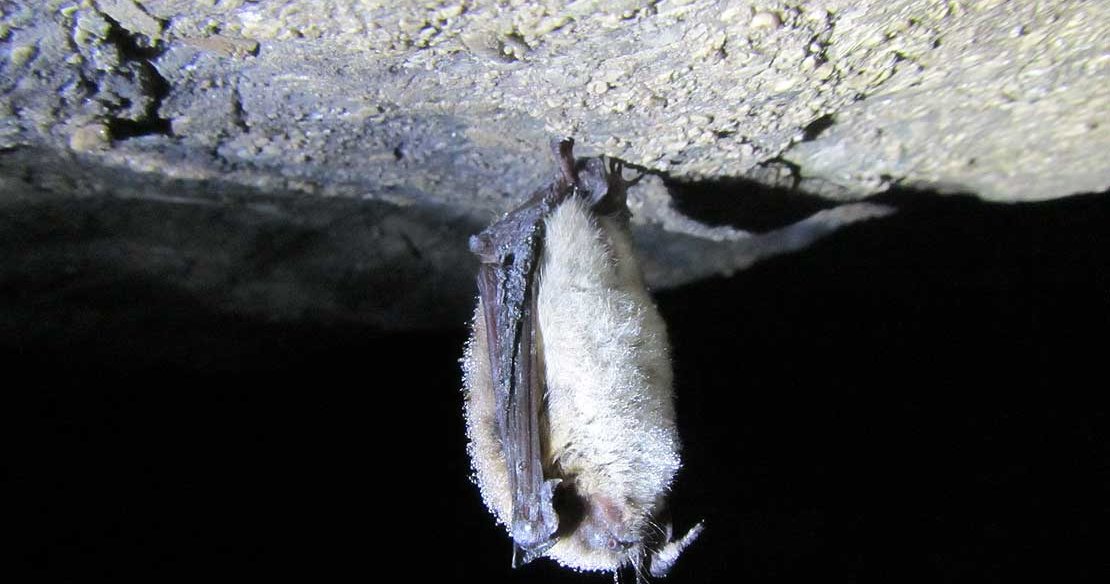 Cameras light up bats in the dark - Massey University