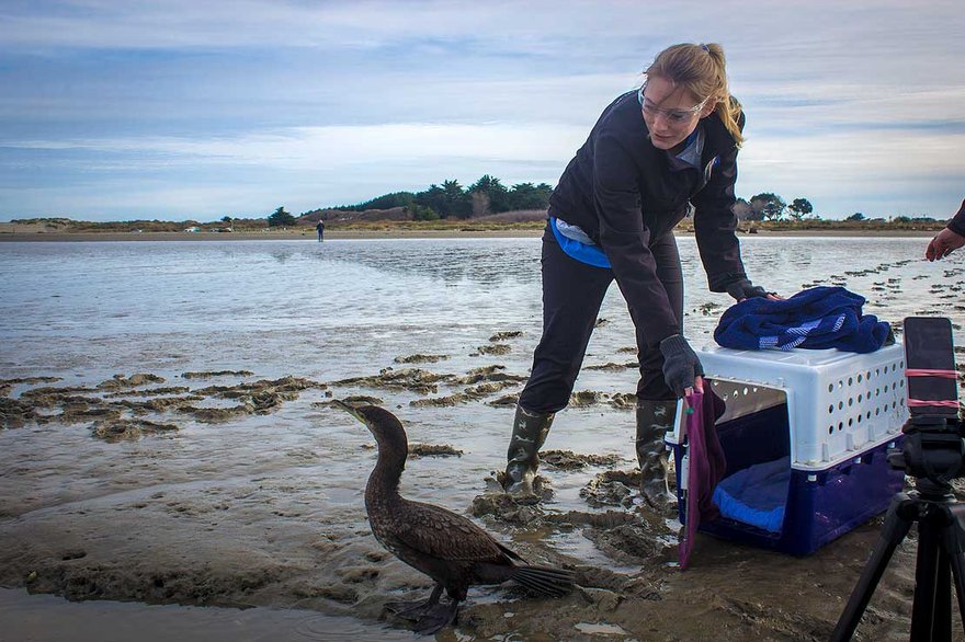 Wildbase takes shag and penguin home