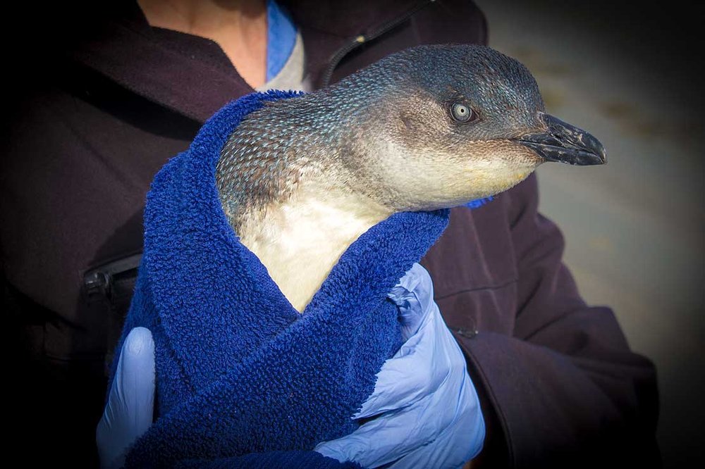 Wildbase takes shag and penguin home