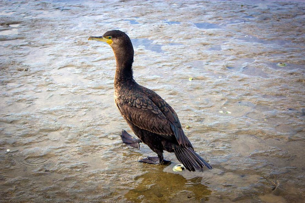 Wildbase takes shag and penguin home