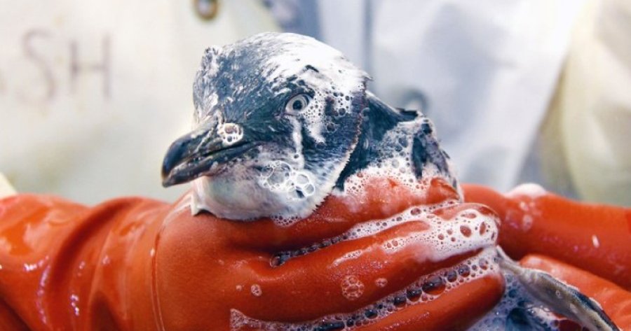 Oiled Wildlife Response - Massey University