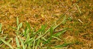 Paspalum - Massey University