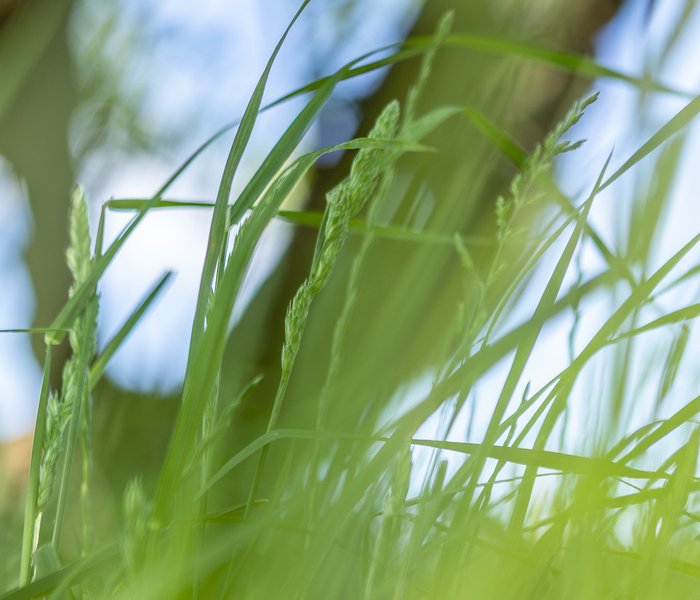 Pasture plant identification