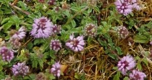 Pennyroyal - Massey University