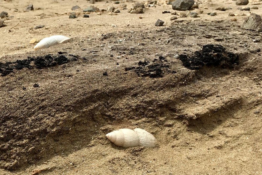 Fossil snails might tell us of the frequency of heavy rainfall in the past