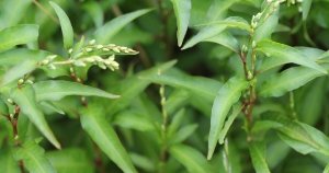 Water pepper - Massey University