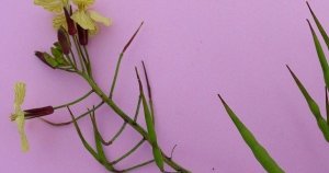 Wild radish - Massey University