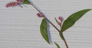 Willow weed - Massey University