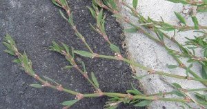 Wireweed - Massey University