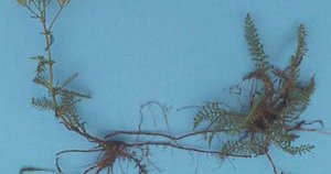 Stinking mayweed - Massey University